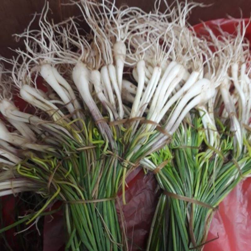 Harga Lokio Terbaru Februari 2024 |BigGo Indonesia