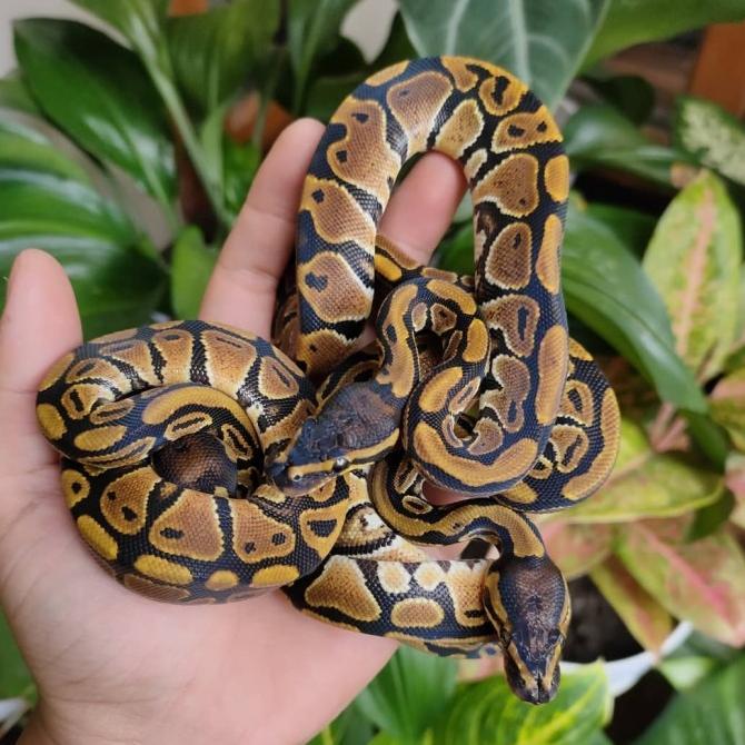 Harga Python Jinak Terbaru Agustus 2023 |BigGo Indonesia