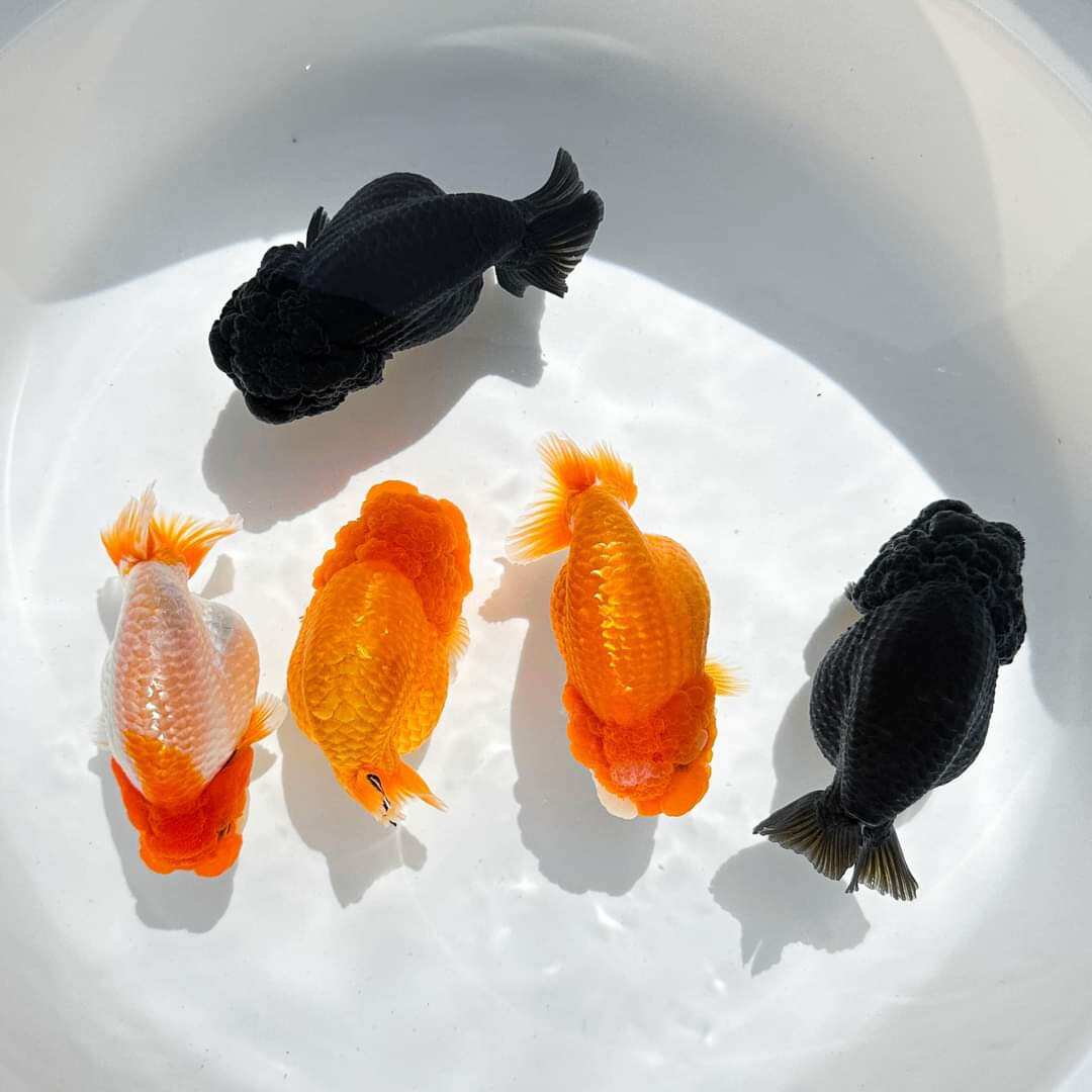 Ranchu Price & Promotion-Feb 2024|BigGo Malaysia