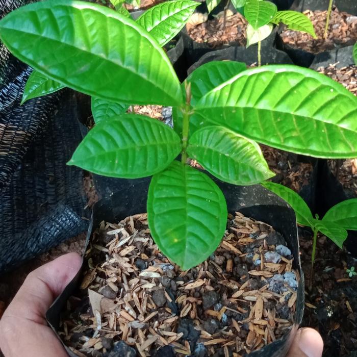 Harga Gohok Terbaru Mei 2024 |BigGo Indonesia