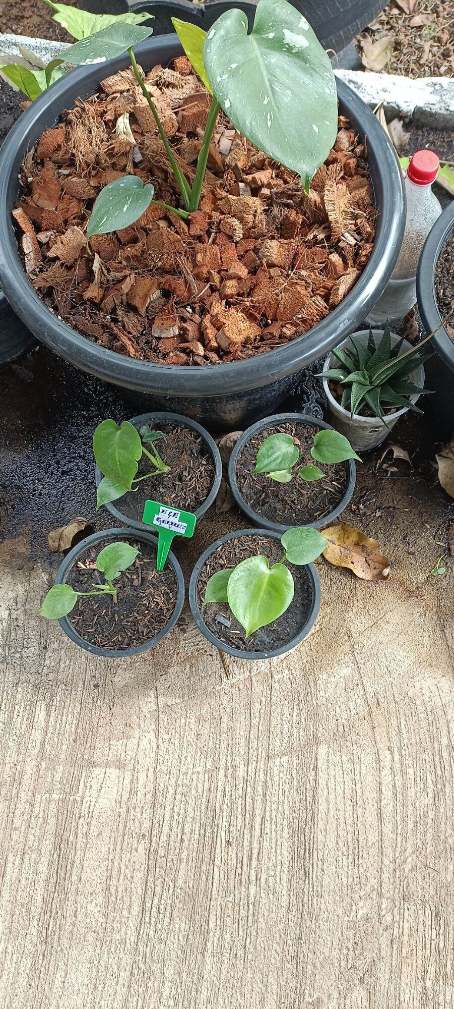 Thaicon ถูกที่สุด พร้อมโปรโมชั่น พ.ค. 2023|BigGoเช็คราคาง่ายๆ