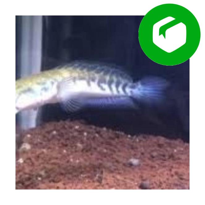 Harga Ik21 Terbaru Juli 2024 |BigGo Indonesia