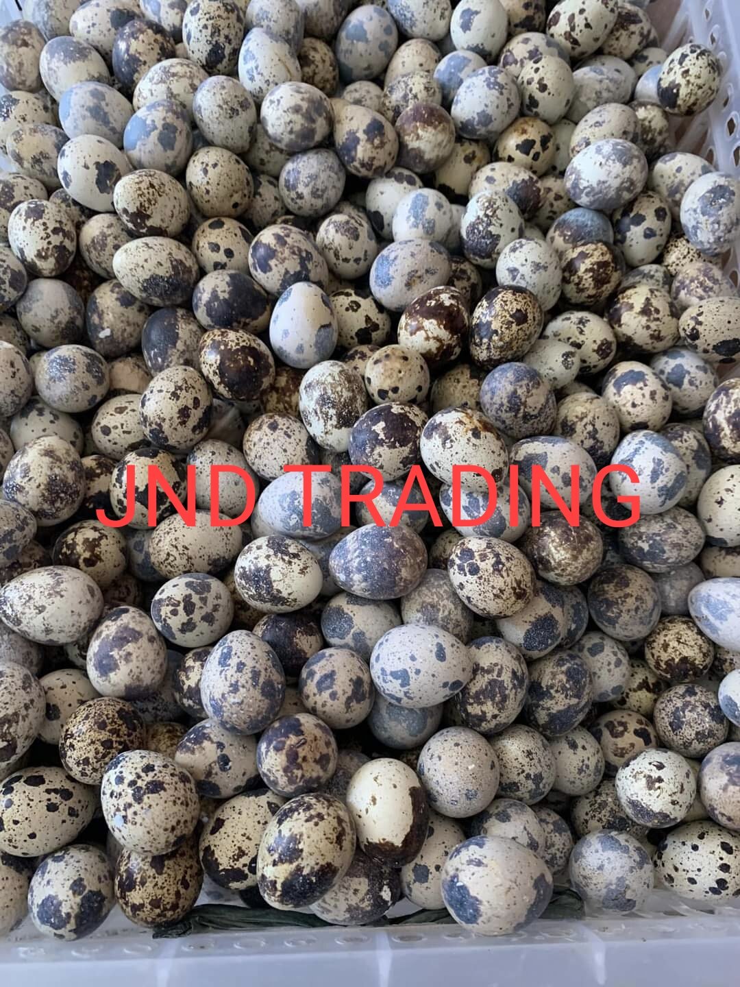 Itlog Pugo Price & Voucher Apr 2023|BigGo Philippines