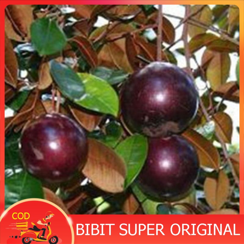 Harga Genitu Terbaru Juni 2024 |BigGo Indonesia