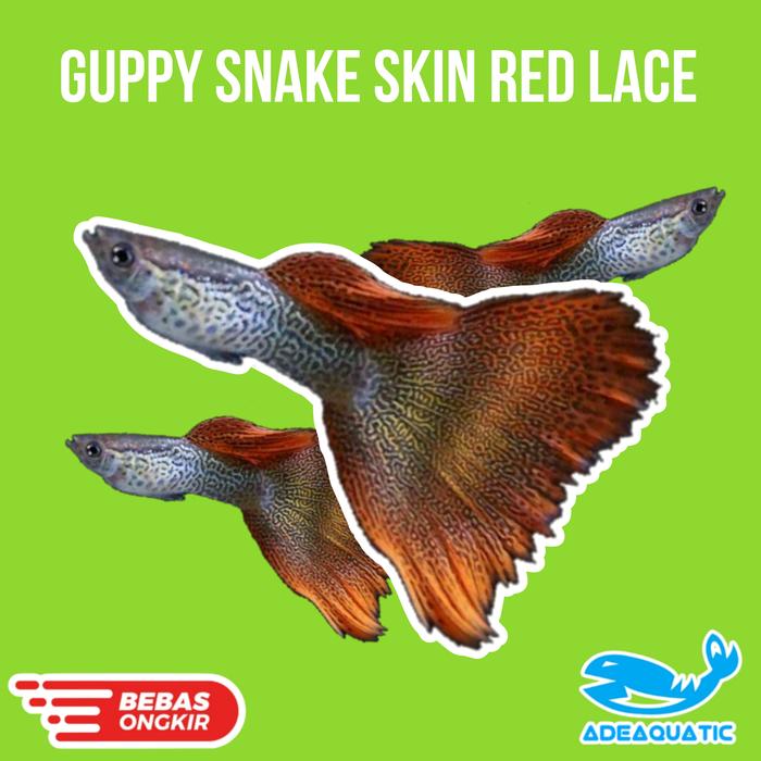 Harga Ssrl Terbaru Juli 2024 |BigGo Indonesia