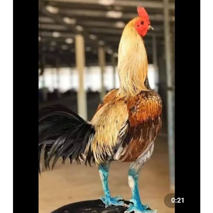 Harga Ayam Pama Terbaru Januari 2024 |BigGo Indonesia