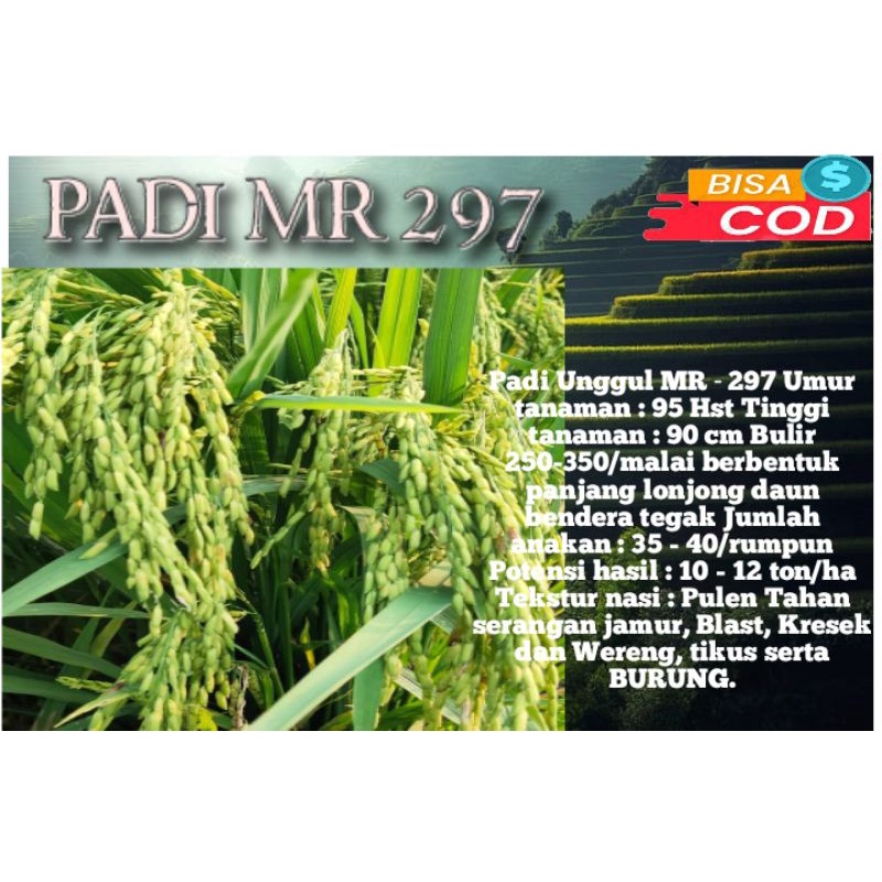 Harga Mr297 Terbaru Oktober 2023 |BigGo Indonesia