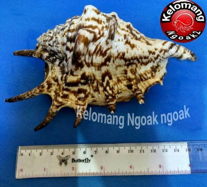 Harga Cangkang Terbaru Agustus 2023 |BigGo Indonesia