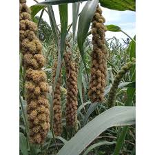 Harga Jawawut Terbaru Januari 2024 |BigGo Indonesia