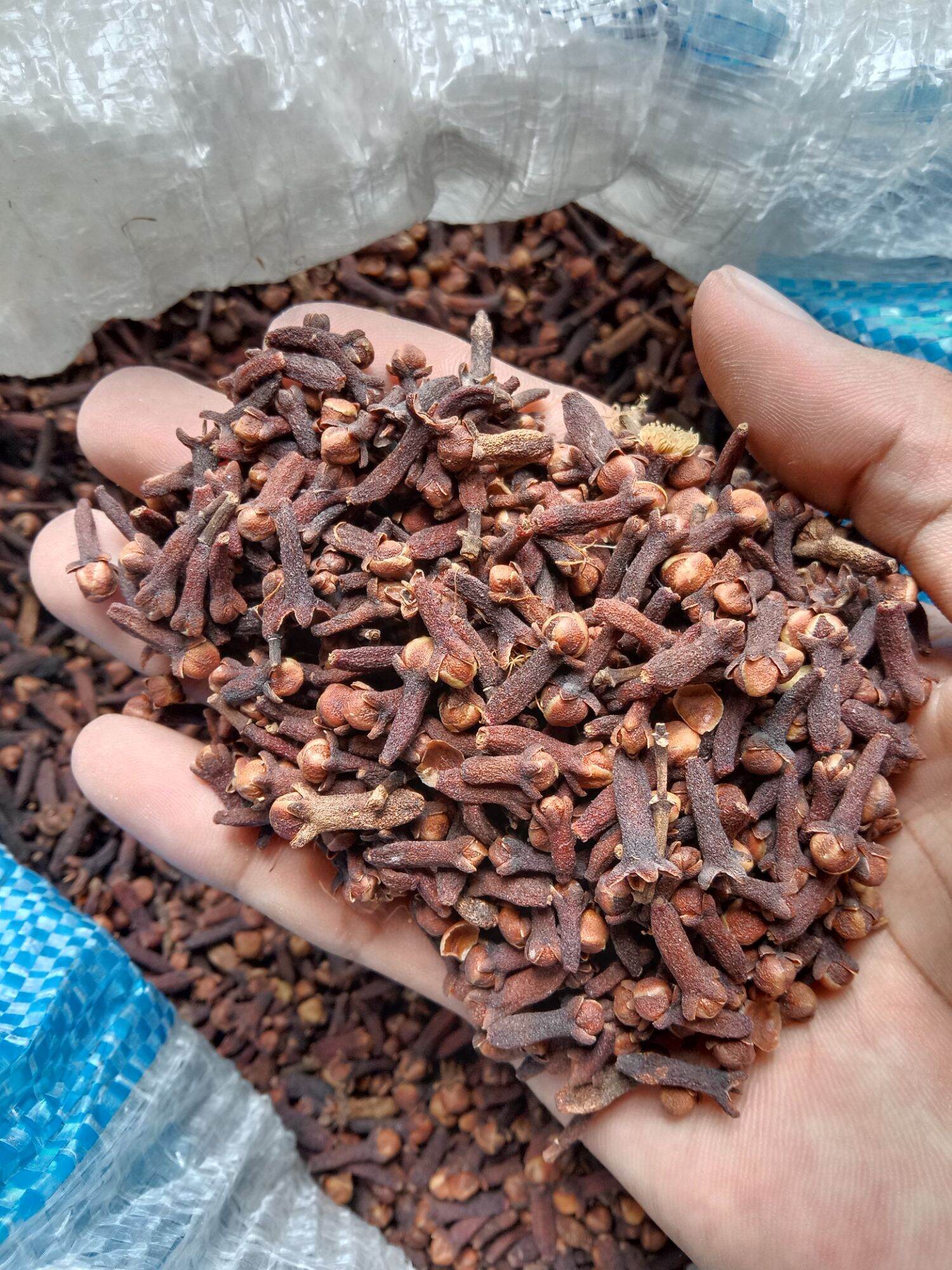 Harga Cengkeh Terbaru Desember 2023 |BigGo Indonesia