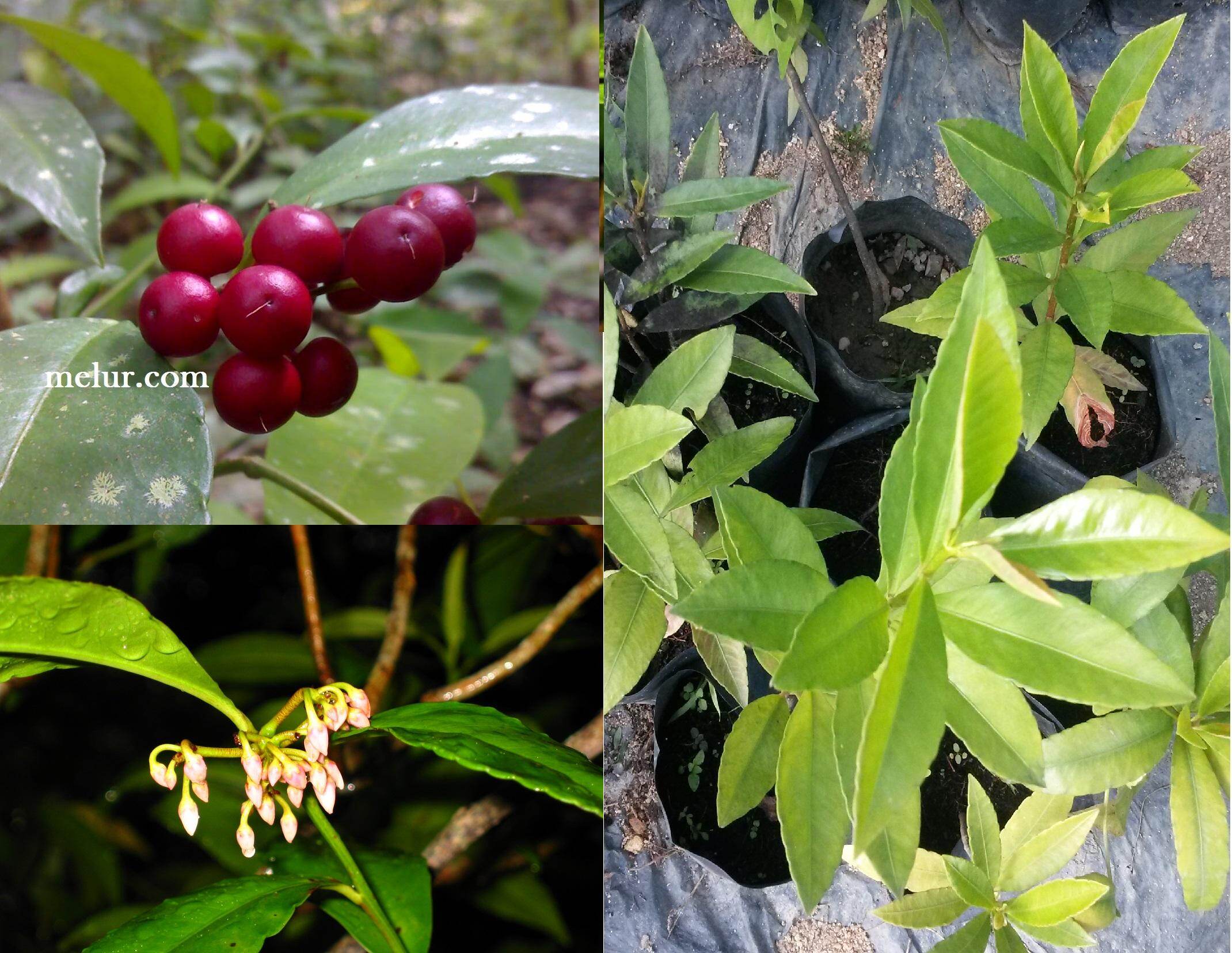 Ardisia Price & Promotion-Feb 2024|BigGo Malaysia