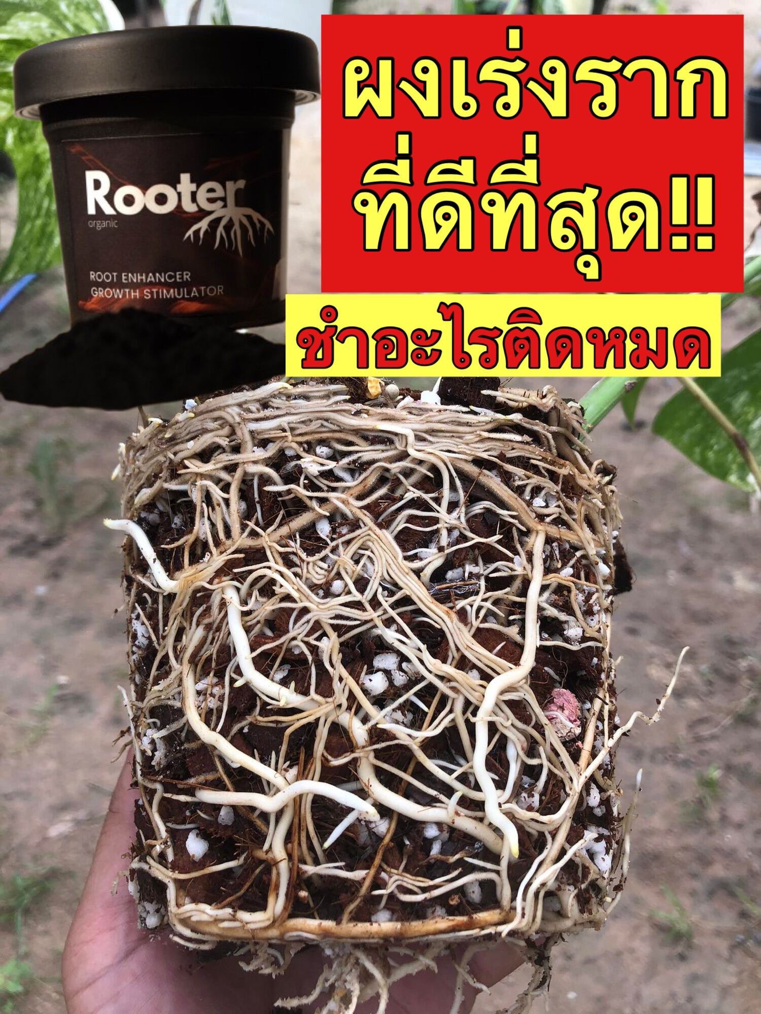 Rooter ถูกที่สุด พร้อมโปรโมชั่น ก.พ. 2024|BigGoเช็คราคาง่ายๆ