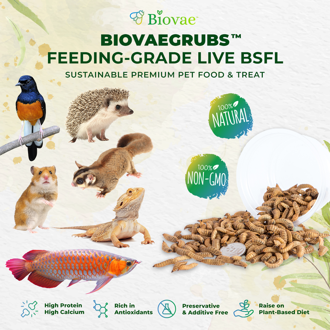 Phoenix Price & Promotion-Oct 2023|BigGo Malaysia