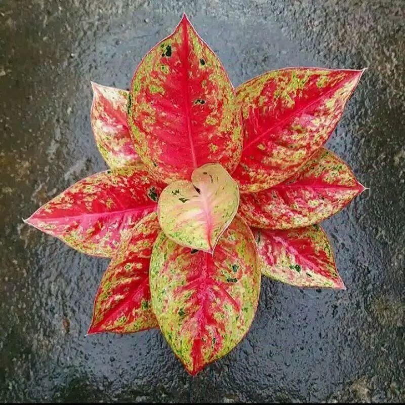 Bongol Price & Promotion-Jul 2023|BigGo Malaysia