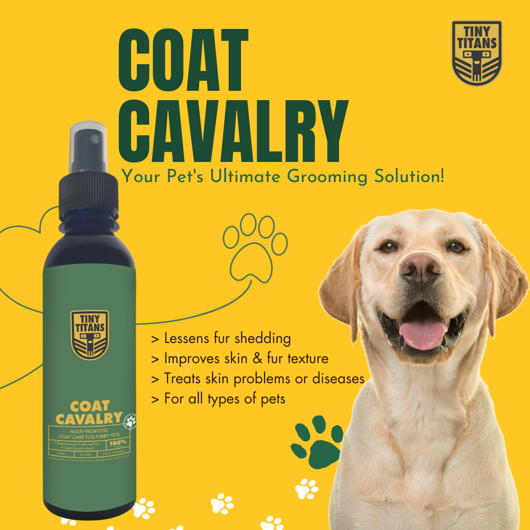 Cavalry Price & Promotion-Nov 2023|BigGo Malaysia