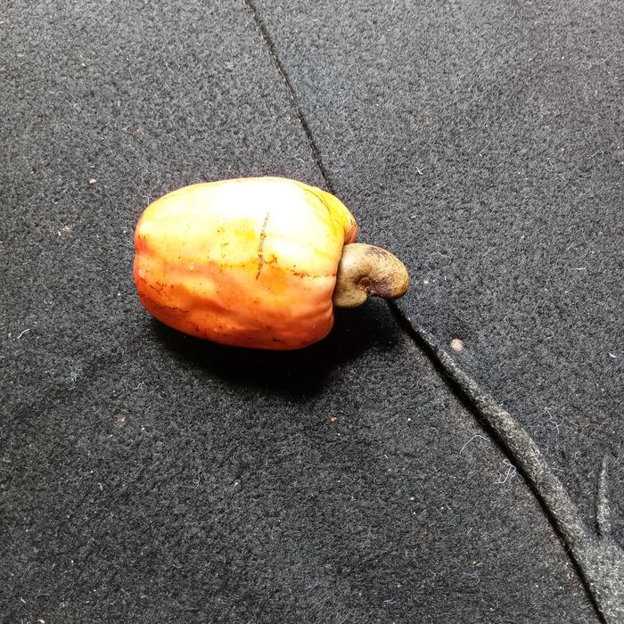 Harga Jambu Monyet Mede Terbaru Mei 2024 |BigGo Indonesia