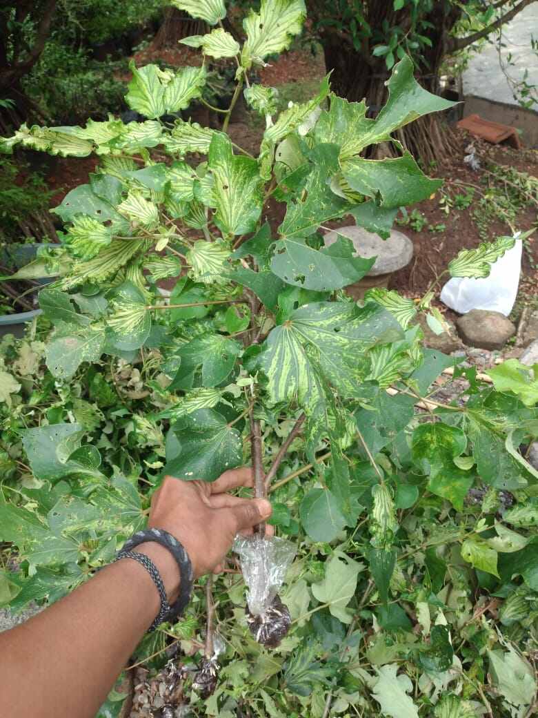 Harga Waru Wayang Terbaru Oktober 2023 |BigGo Indonesia