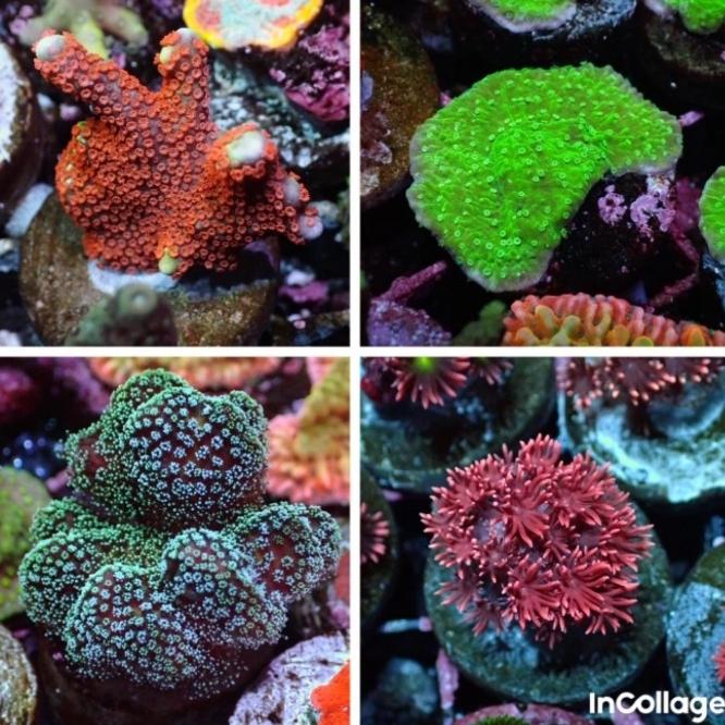 Harga Arquarium Terbaru September 2023 |BigGo Indonesia