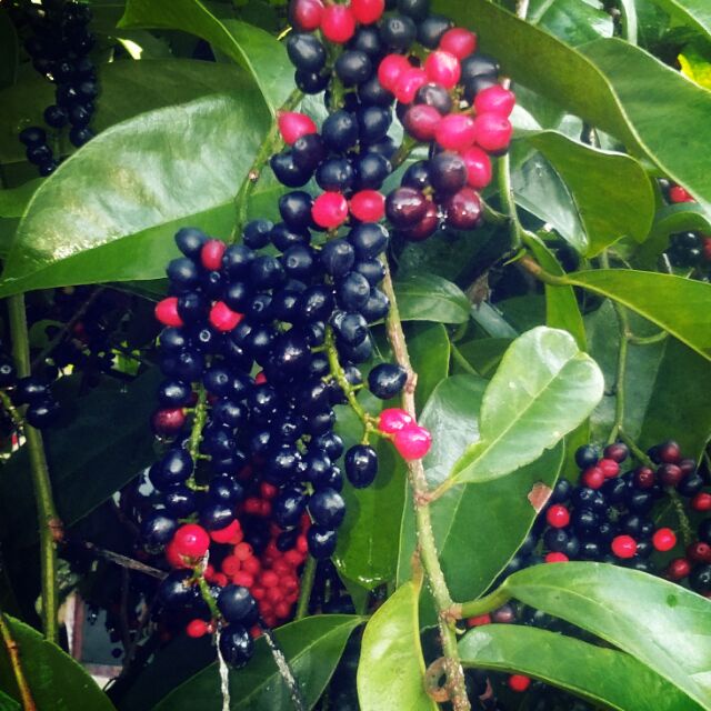 Bugnay Price & Voucher Apr 2023|BigGo Philippines