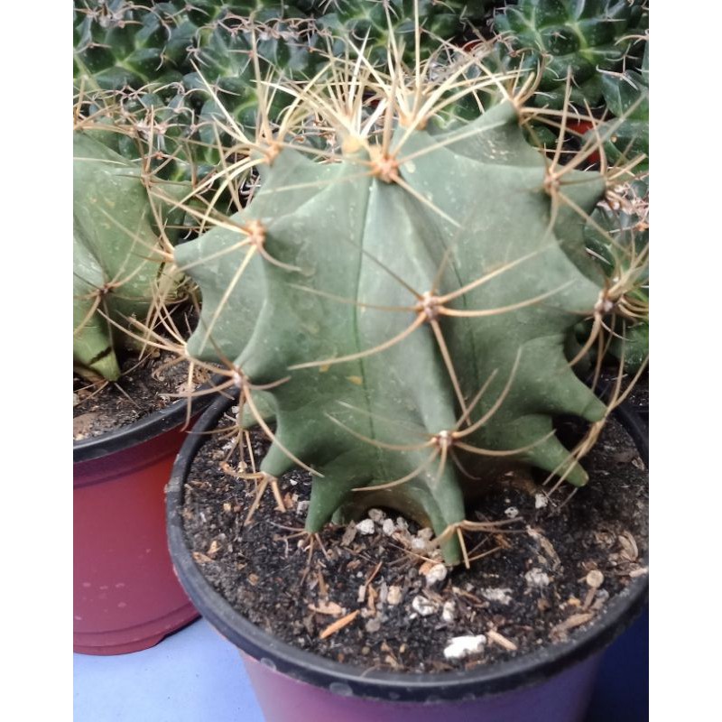 Cactus Price & Voucher May 2023|BigGo Philippines
