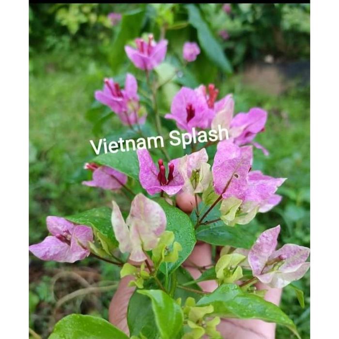 Harga Bogenfil Terbaru November 2023 |BigGo Indonesia