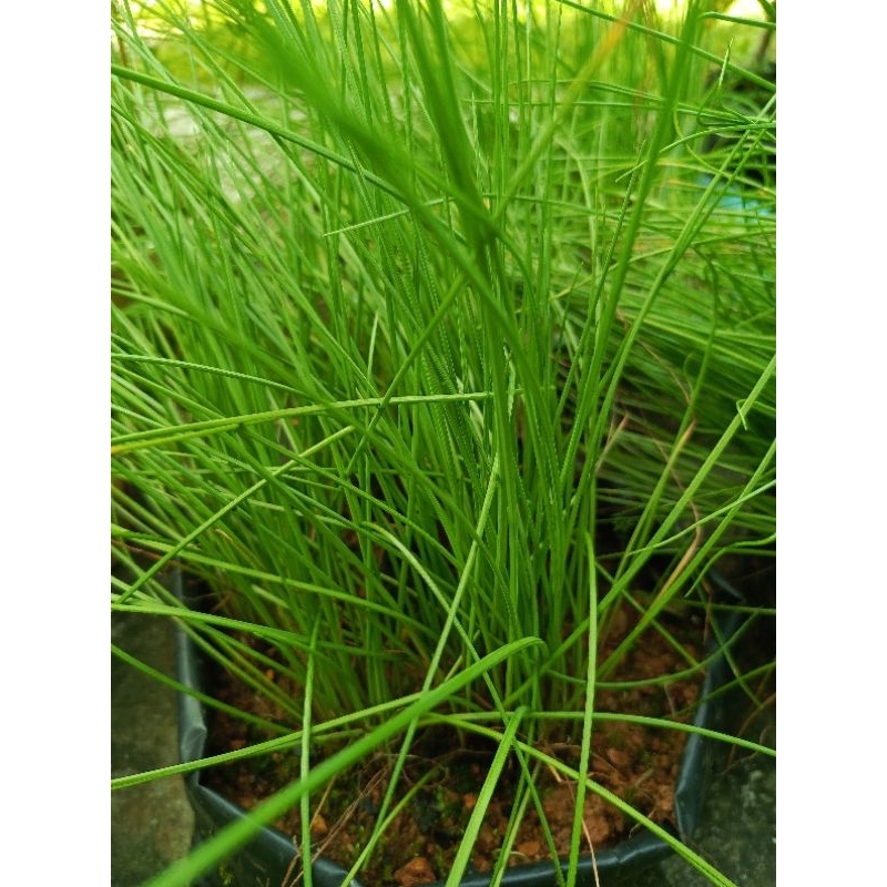 Losun Price & Promotion-Mar 2024|BigGo Malaysia