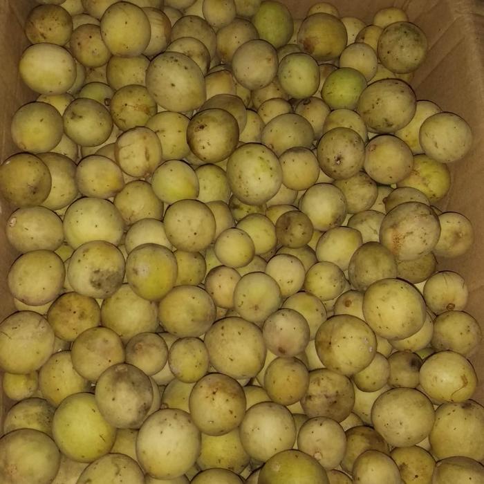 Harga Jobong Terbaru November 2023 |BigGo Indonesia