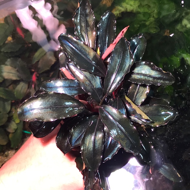 Bucephalandra Price & Promotion-Apr 2023|BigGo Malaysia