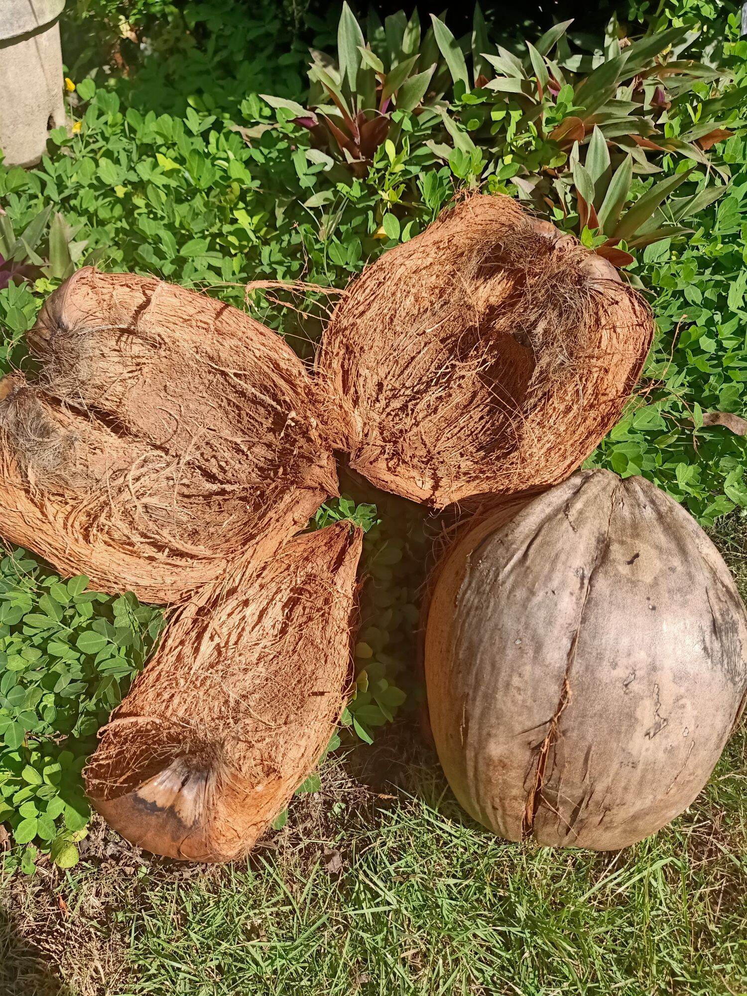 Niyog Price & Voucher Jun 2023|BigGo Philippines