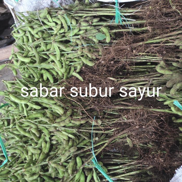 Harga Kacang Kedelai Rebus Terbaru Februari 2024 |BigGo Indonesia