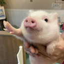 1313亮晶晶 @shine1313 的BigGo個人專頁